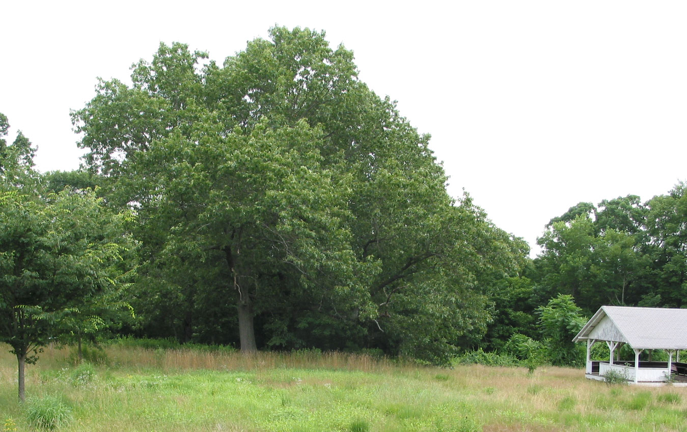 The Slow Storm: Tree Mortality in Connecticut from Invasive Insect ...
